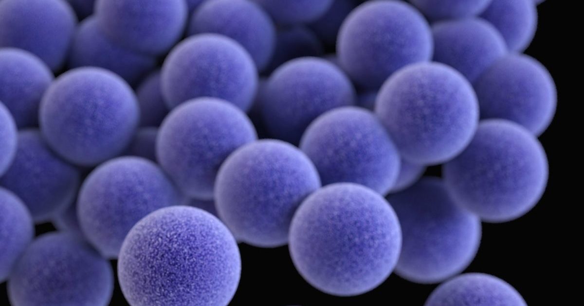 What Are Superbugs? - The Medic Portal