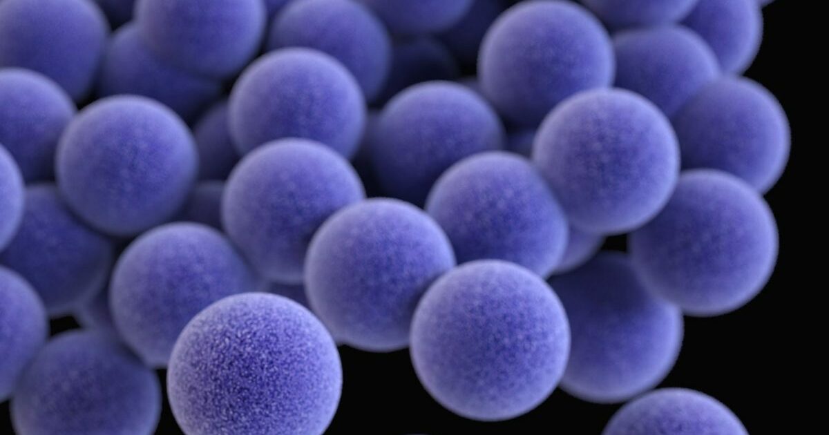 What Are Superbugs? - The Medic Portal